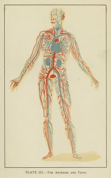 Veins And Arteries Design