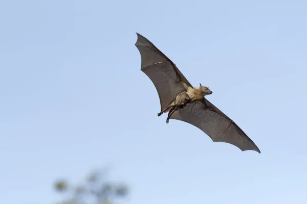 African Straw-coloured Fruit-bat (Pteropodidae, Mammals)