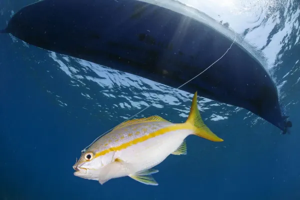 Yellowtail Snapper Images Giant Yellowtail Snapper Angling