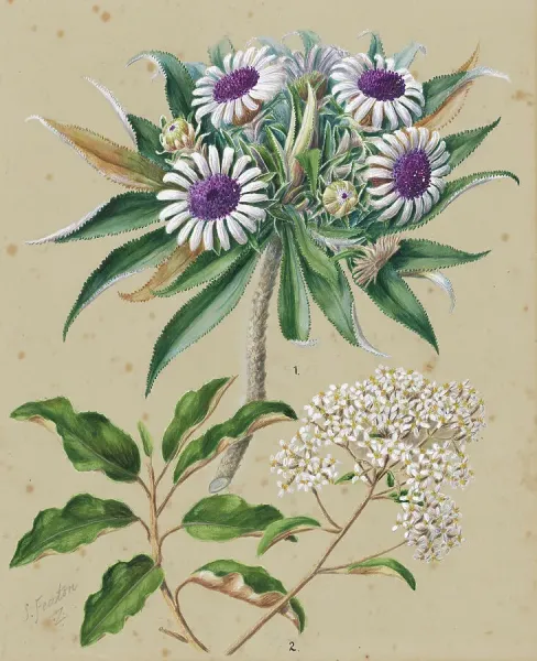 Glass Frame of Olearia angustifolia: mutton bird scrub