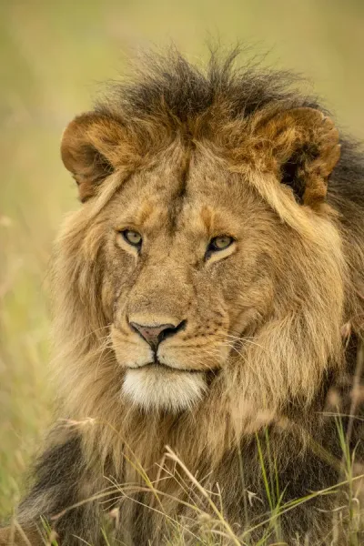 Animals Lion Grass Why Do Lions Eat And Vomit Grass?, Unlike