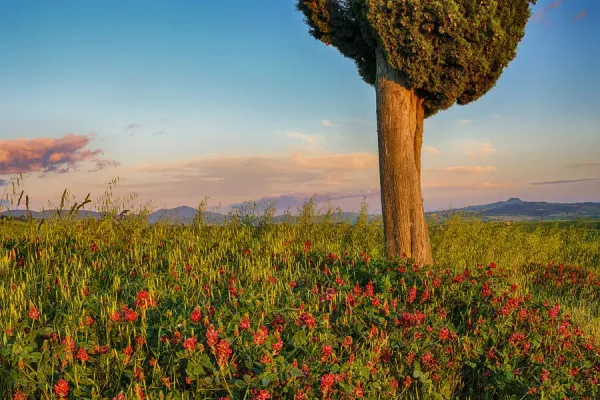 Cypress Tree Flower