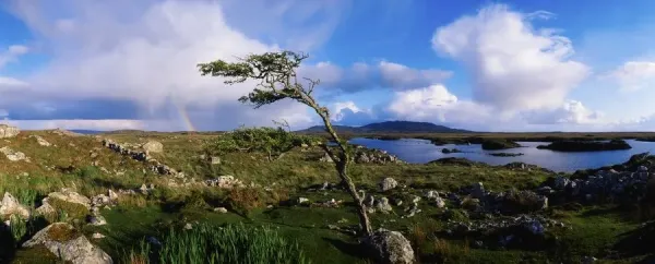 Hawthorn Tree, Rainbow, Bog Road, Near Roundstone Our beautiful Wall ...