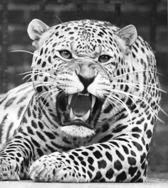 White Indian Leopard Close Up View On Stuffed Indian Leopard
