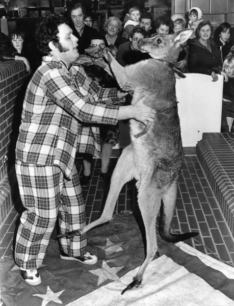 Kangaroo Boxing A Man Like Prizefighters, Boxing Kangaroos Train For