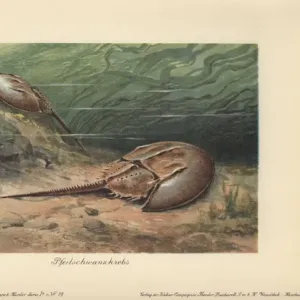 Illustration of a Horseshoe crab (Limulidae) Our beautiful Wall Art and ...