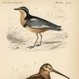 Egyptian Plover (Pluvianus aegyptius) adult available as Framed Prints ...
