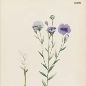 Photographic Print of Flax or linseed, Linum usitatissimum