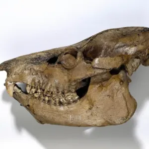 Megaladapidae (Mammals, Animals) Collection