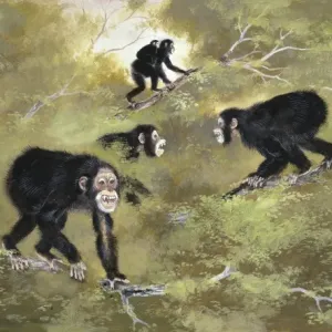 Lates gracilis, bony fish available as Framed Prints, Photos, Wall Art ...