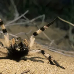 Tarantula / Bird Spider defense posture San Cipriano
