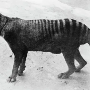 Tasmanian Wolf or Thylacine, Thylacinus cynocephalus