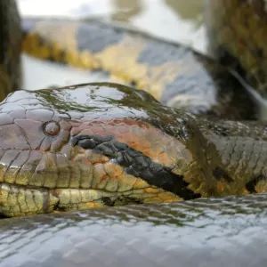 Green Anaconda mating, with 3 males Llanos, Venezuela