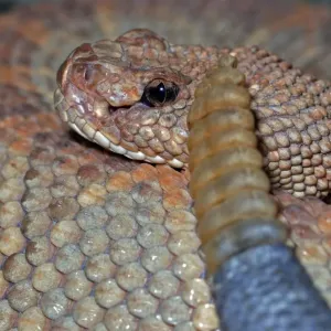 Rattlesnake (Snakes, Reptiles, Animals) Collection