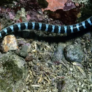 Sea Snake -Banded Sea Krait. The venomous Banded Sea Kraits