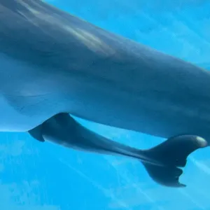 Bottlenose Dolphin Research of birth and Newborn Baby/Calf