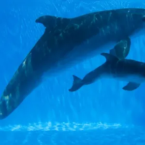 Bottlenose Dolphin Female (Mother) communicating with