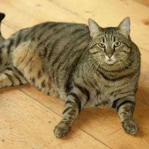 Cat fat tabby lying on floor Our beautiful Wall Art and Photo Gifts ...