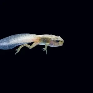 Common frog – tadpole 14 weeks – showing hind legs