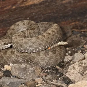 Rattlesnake (Snakes, Reptiles, Animals) Collection