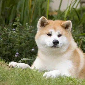 Dog Akita / Akita Inu. Also known as Japanese Akita