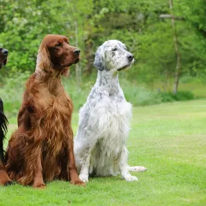 Poster Print of DOG. Irish setter sitting between gordon setter