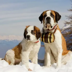 Dog St Bernard Mountain Resuce dog wearing barrel round