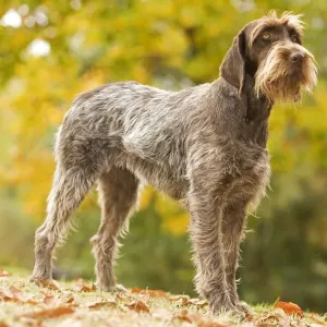DOG Wire-haired Pointing Griffon / Korthals Griffon