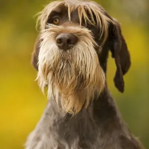 DOG Wire-haired Pointing Griffon / Korthals Griffon