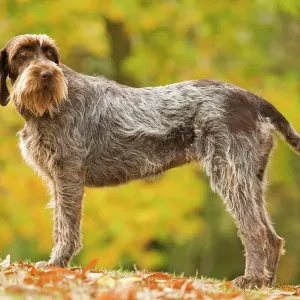 DOG Wire-haired Pointing Griffon / Korthals Griffon