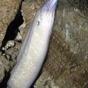 Geometric Moray Eel and Floral Moray Eel (Echidna)
