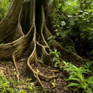 giant rainforest tree amazing buttress roots of a giant