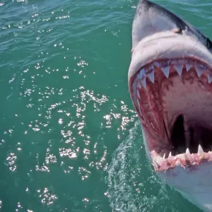 Great White Shark With mouth wide open, South Australia