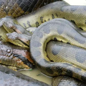 Green Anaconda mating, with 3 males Llanos, Venezuela