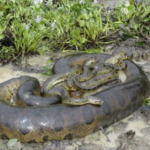 Green Anaconda mating, with 3 males Llanos, Venezuela