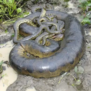 Green Anaconda mating, with 3 males Llanos, Venezuela