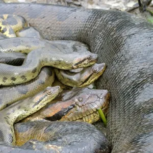 Green Anaconda mating, with 3 males Llanos, Venezuela