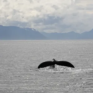 Humpback Whale Caudal fin inside Passage Alaska available as Framed ...