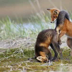 Red Fox young Seward Peninsula Alaska Our beautiful Wall Art and Photo ...