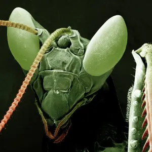 Scanning Electron Micrograph (SEM): Garden Spider male