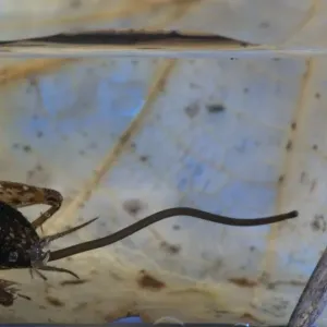 Wood cricket and its parasite, the Gordian Worm Paragordius