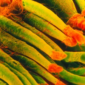 Tote Bag of Coloured SEM of rod cells in the retina of the eye