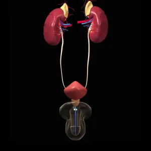Digital cross section illustration of male reproductive