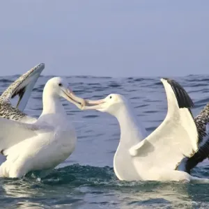 Southern Royal Albatross in flight over sea offshore