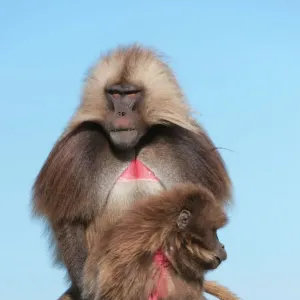Cushion of Gelada baboon in Simien Mountains National Park