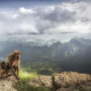 Cushion of Gelada baboon in Simien Mountains National Park