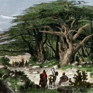 Cedrus libani, Cedar of Lebanon tree For sale as Framed Prints, Photos ...