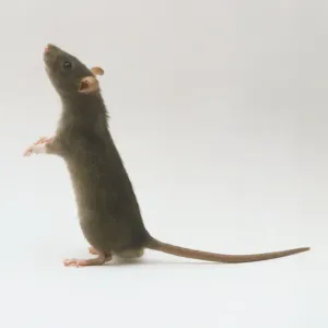 Rat in studio on hind legs covering nose with paws