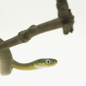 Cat-Eyed Snake (Snakes, Reptiles, Animals) Collection