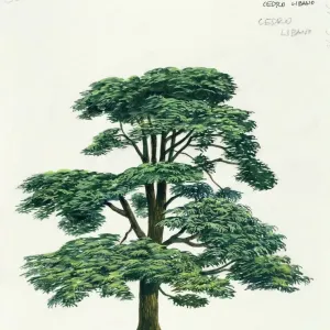 Cedrus libani, Cedar of Lebanon tree For sale as Framed Prints, Photos ...